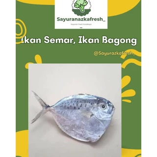 Jual Ikan Semar Terlengkap & Harga Terbaru Juli 2024 | Shopee Indonesia