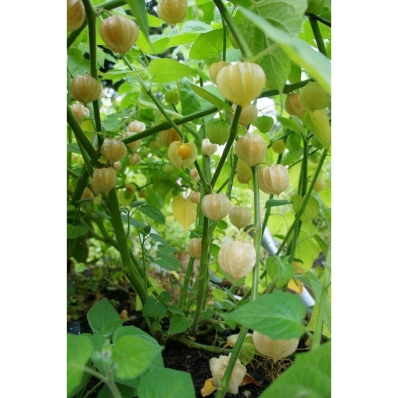 Jual Bibit Ciplukan (Cecendet) | Shopee Indonesia