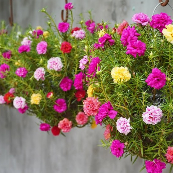 Jual Bibit Benih Bunga Moss Rose Mix (50 Butir) | Shopee Indonesia