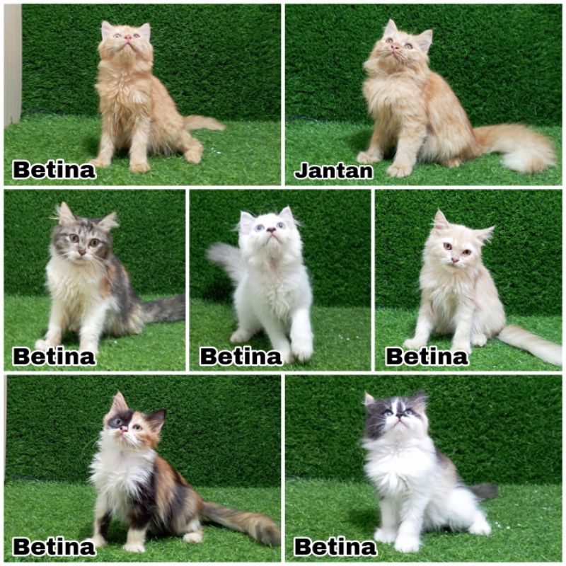 Jual kucing Persia umur 2-3 blnan lucu imut gembul dan sehat | Shopee ...