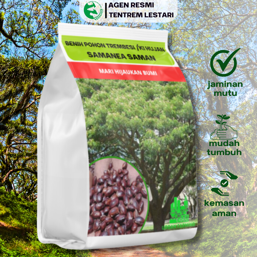 Jual Benih Trembesi 1 kg Premium Urban Farming Ki hujan Keduh | Shopee ...