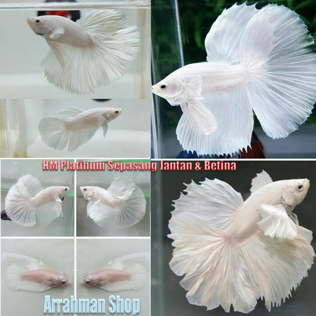 Jual ikan cupang sepasang hm white platinum cupang putih halfmoon ...