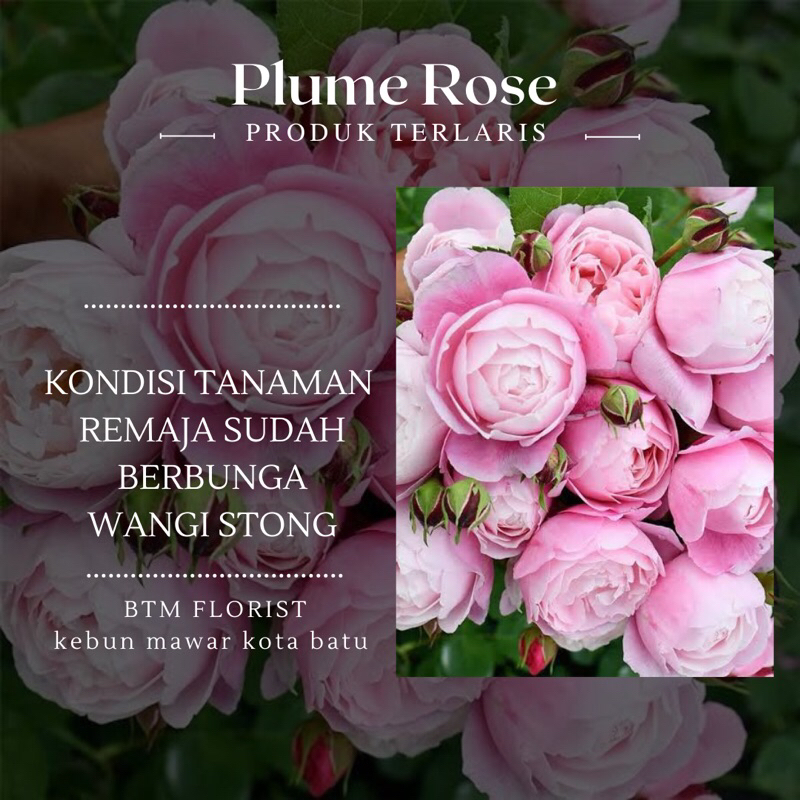 Jual Mawar Import Rose PLUME ROSE | Shopee Indonesia