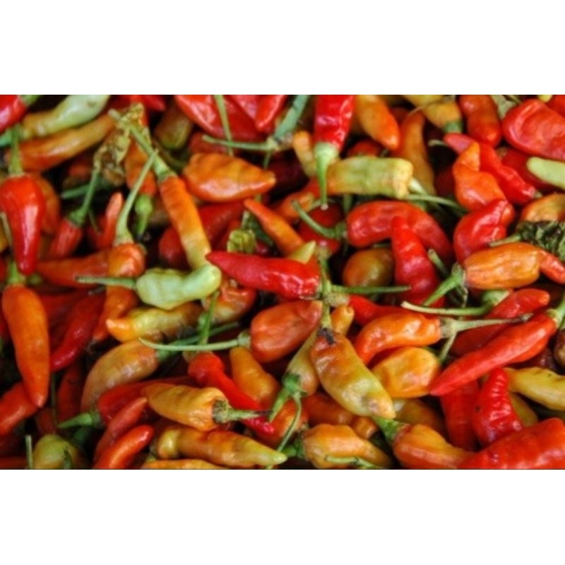 Jual CABE RAWIT MERAH | Shopee Indonesia