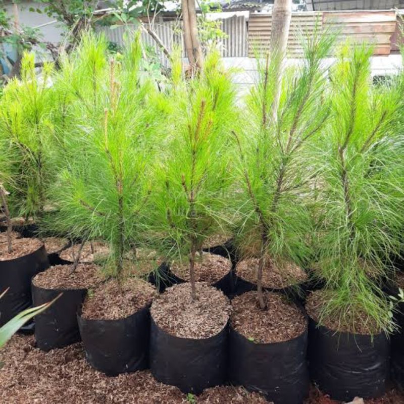 Jual Pinus merkusi bibit pinus hidup | Shopee Indonesia