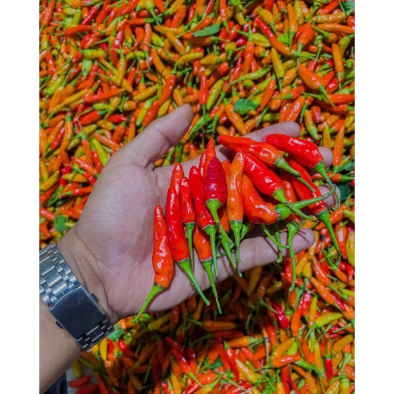 Jual Cabe Rawit / Cengek Domba Sayuran Segar 100grm Cimahi | Shopee ...