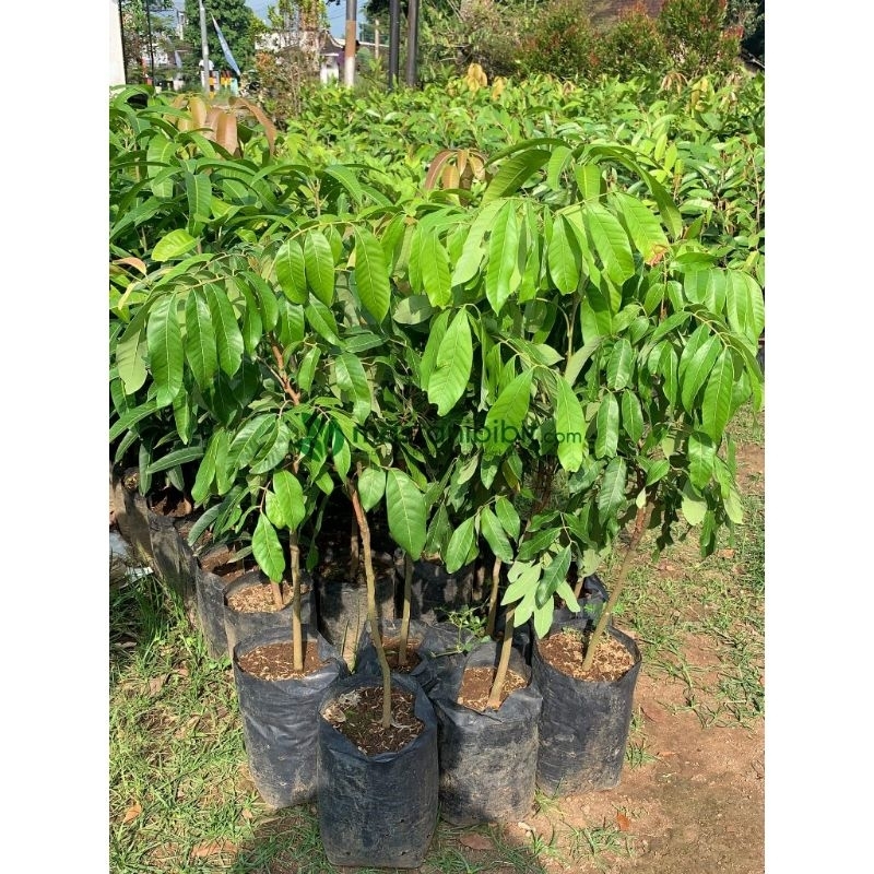 Jual bibit klengkeng new Kristal sudah siap (berbuah/berbunga) | Shopee ...