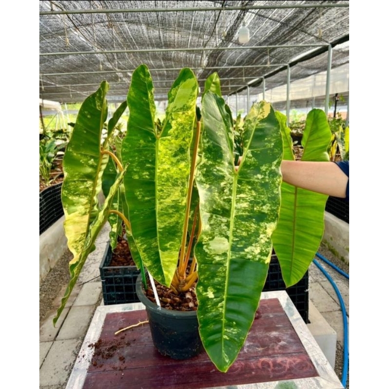 Jual Philodendron Billietae Variegata-Tanaman Hias Philo Billitae ...