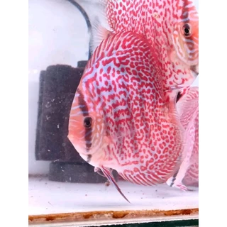 Jual discus mozaik Harga Terbaik & Termurah Juli 2024 | Shopee Indonesia