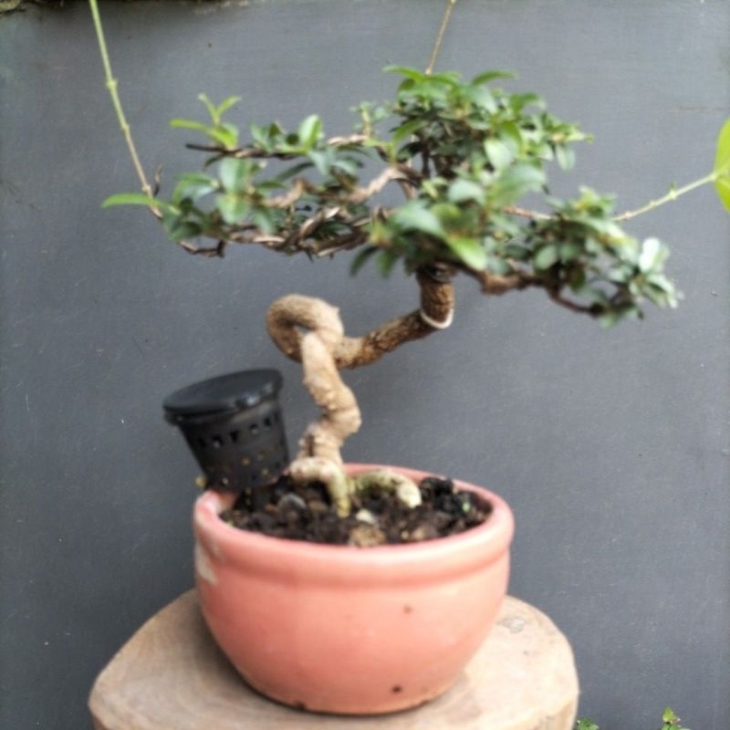 Jual Bonsai sakura micro mini | Shopee Indonesia