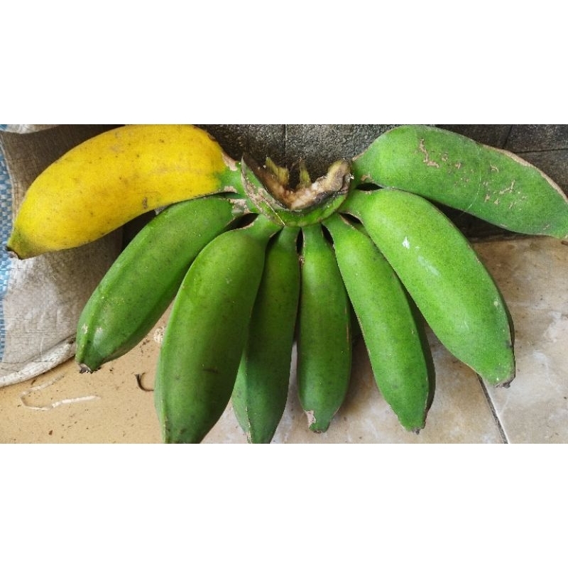 Jual pisang raja organik premium masak pohon tanpa di karbit, masak ...