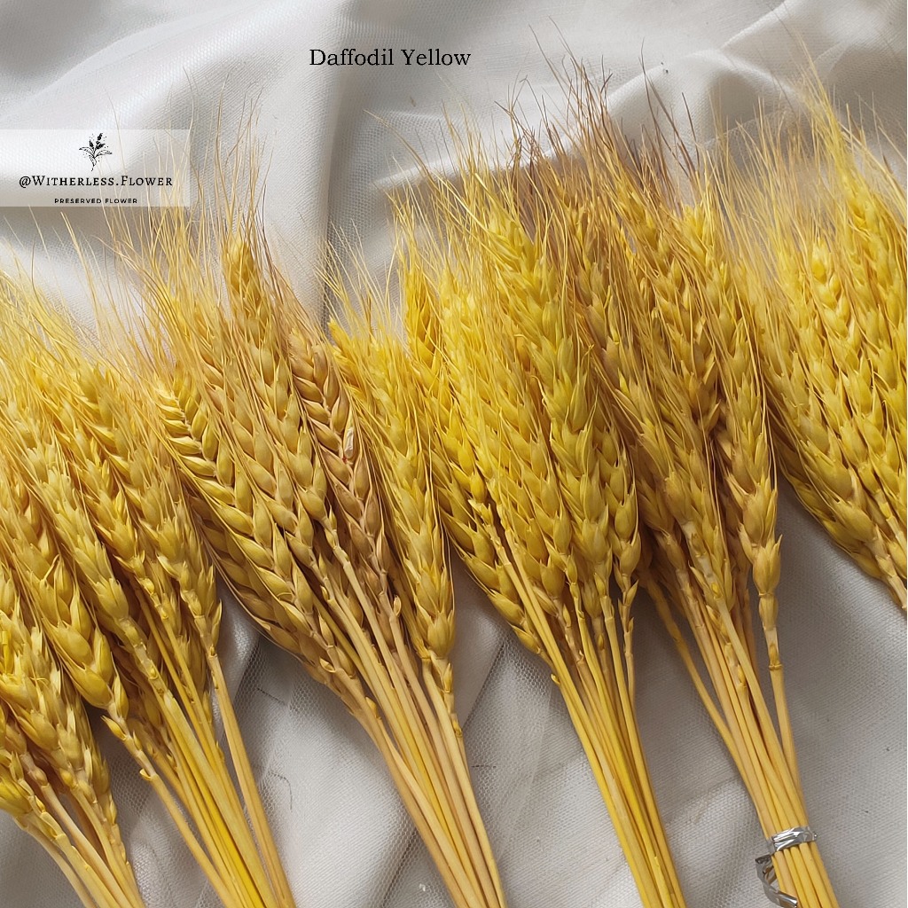 Jual 15 Tangkai Dried Wheat Flower Gandum / Dried Flower / Bunga Kering ...