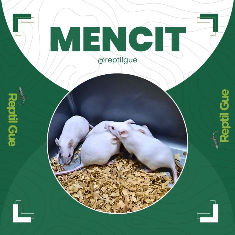 Jual Tikus Putih - Mencit (Afkir) | Shopee Indonesia