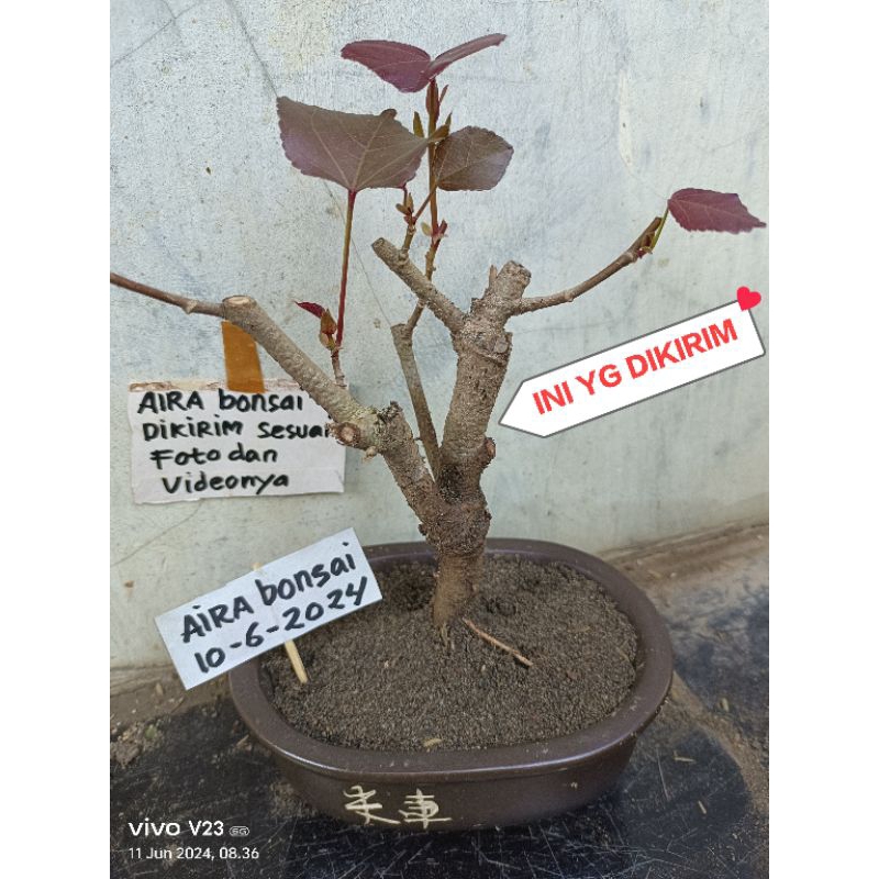 Jual bahan bonsai waru merah the max | Shopee Indonesia