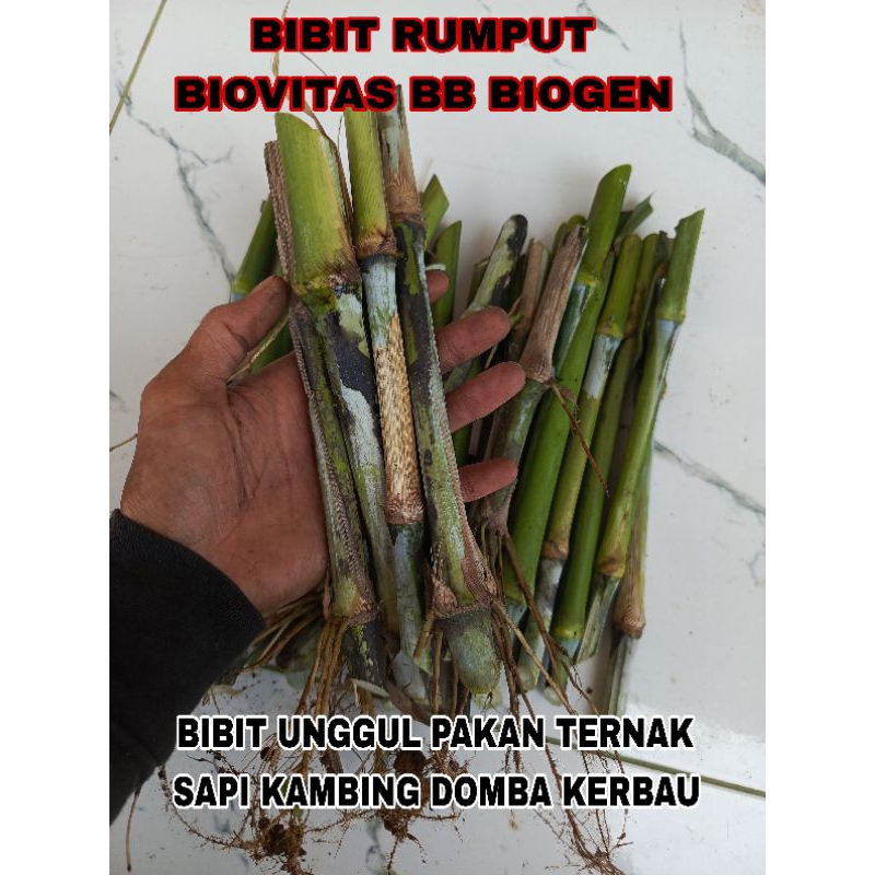 Jual bibit rumput biovitas BB biogen bibit unggul pakan ternak sapi ...