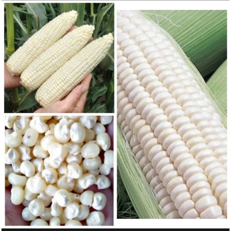 Jual 1 kg bibit benih jagung putih ketan manis super siap tanam mudah ...