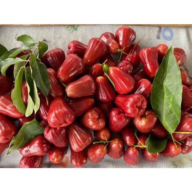 Jual Jambu Air Cincalo Manis Segar Fresh | Shopee Indonesia