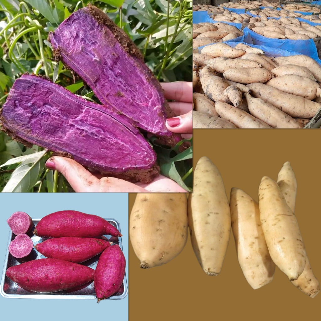 Jual Ubi cilembu madu dan ubi ungu mix 1kg | Shopee Indonesia
