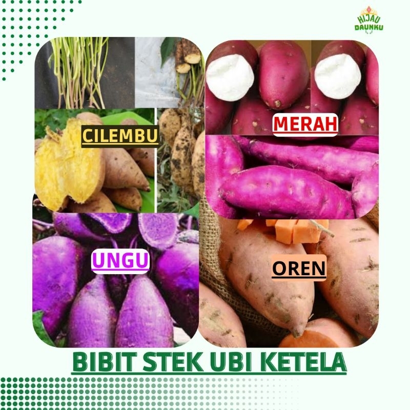 Jual Bibit Ubi Jalar Cilembu Ungu & Merah Stek Ketela Rambat Manis ...
