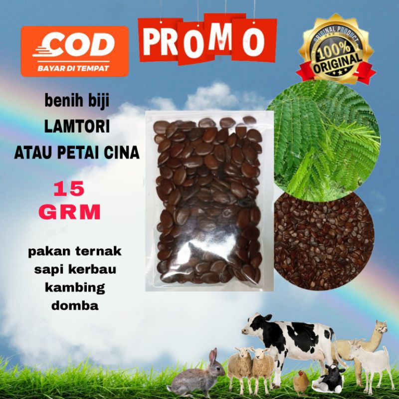 Jual benih biji lamtoro atau petai cina 15 gr | Shopee Indonesia