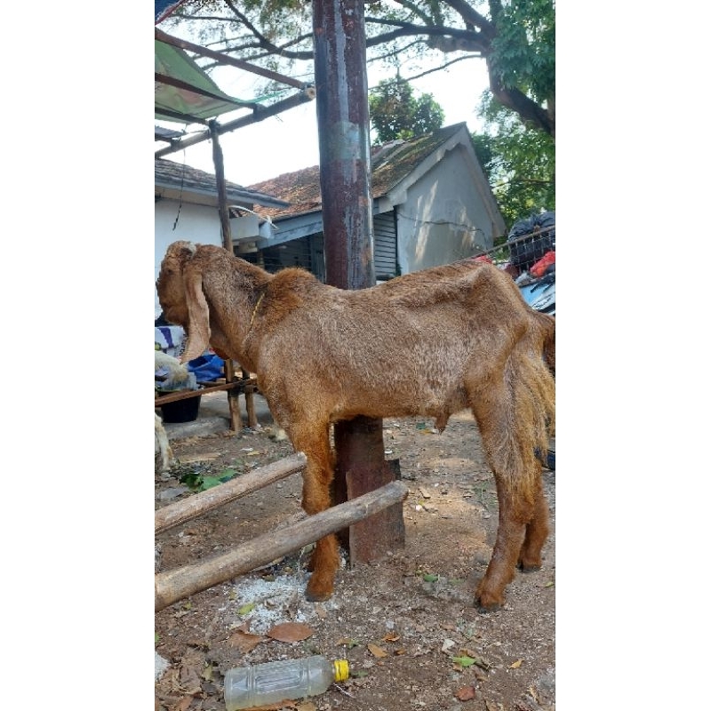 Jual kambing qurban 30an KG | Shopee Indonesia