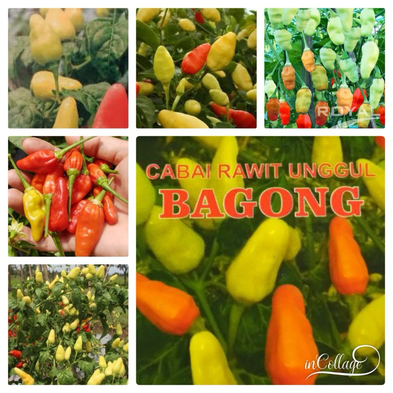 Jual ISI PAKET : 100 Benih Bibit Cabe Bagong - Cabe Gendut Benih Unggul ...