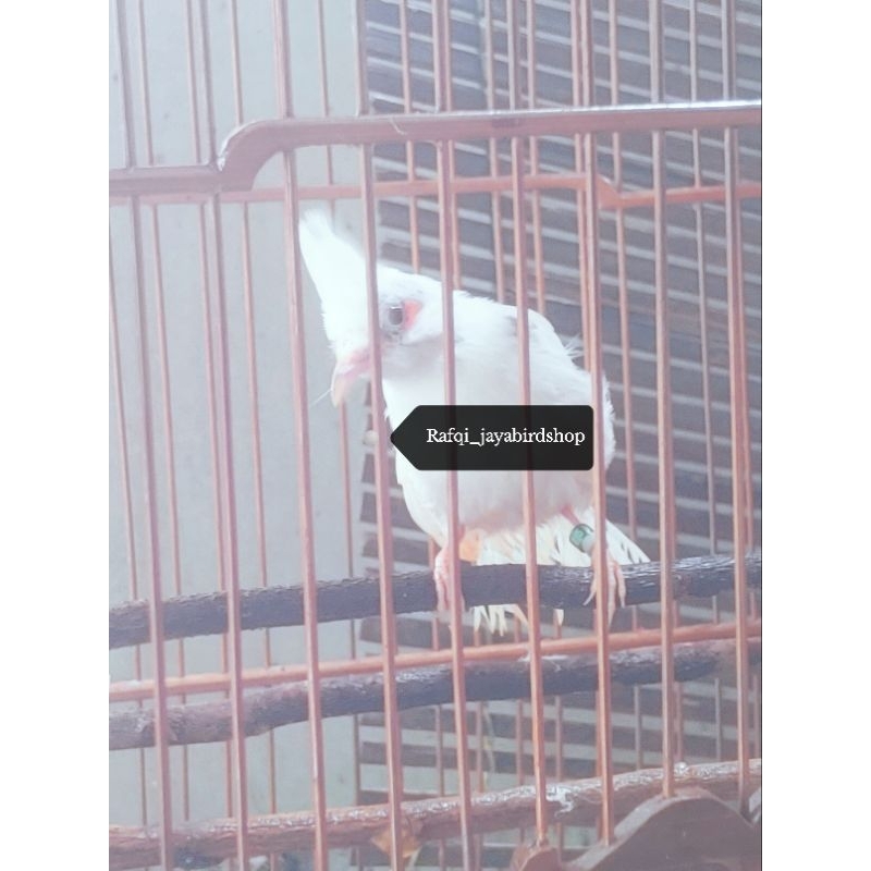 Jual BURUNG MERBAH JAMBUL PUTIH IMPORT RAWATAN | Shopee Indonesia