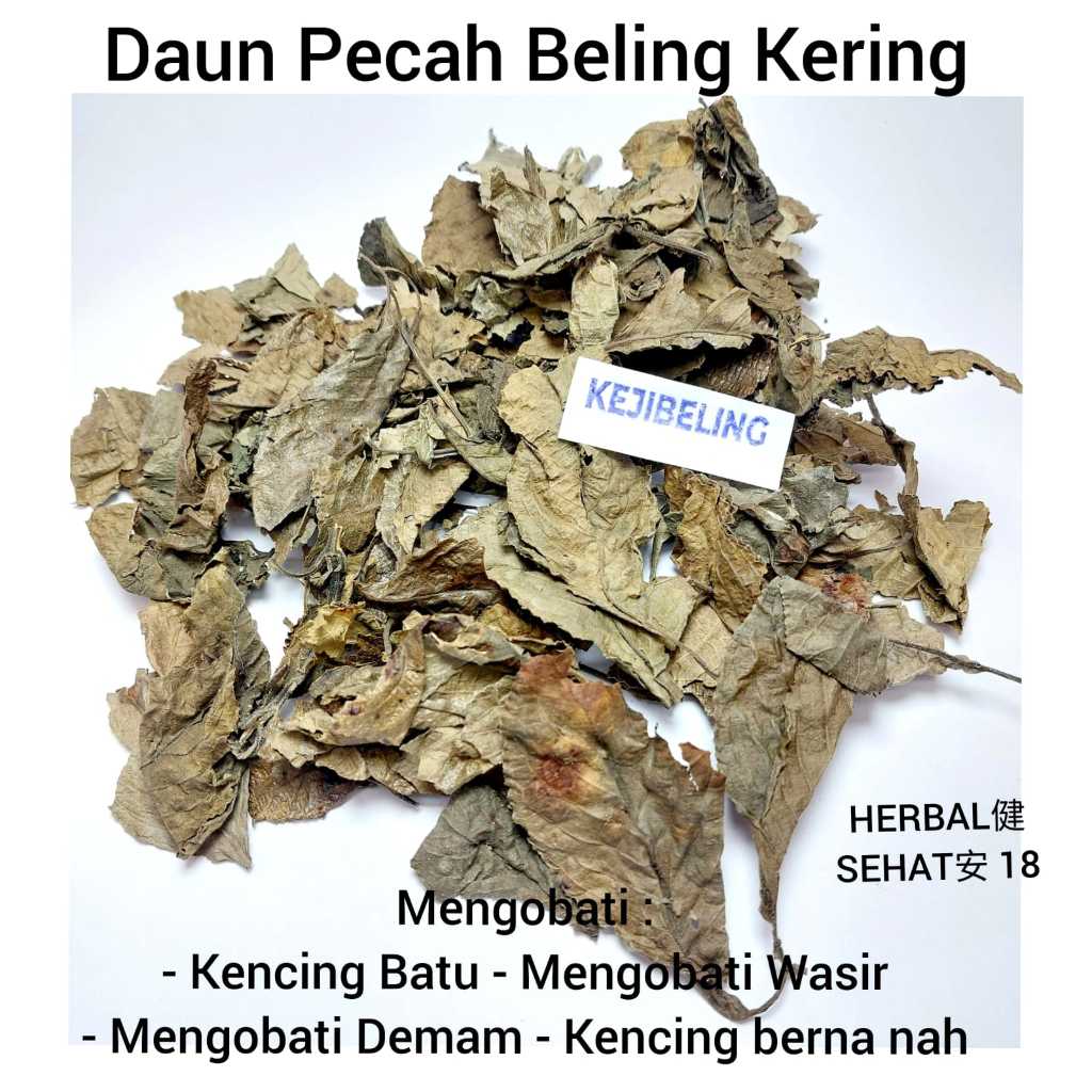 Jual 100 gram - Daun Keji Beling/Pecah Beling Kering Herbal / Obat Batu ...