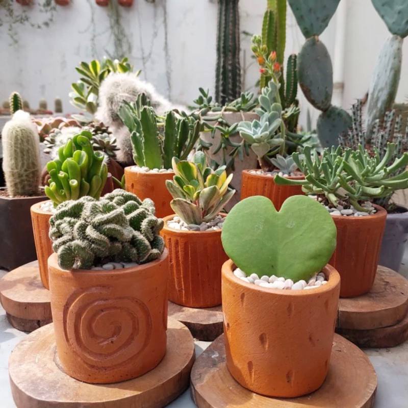 Jual kaktus succulent + pot teracotta, media tanam, batu hias tanaman ...