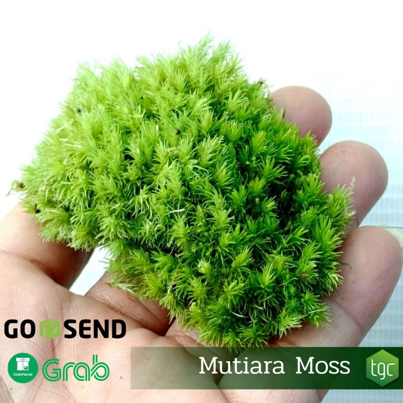 Jual Moss Mutiara / Leucobryum Glaucum / Pincushion Moss Tanaman ...