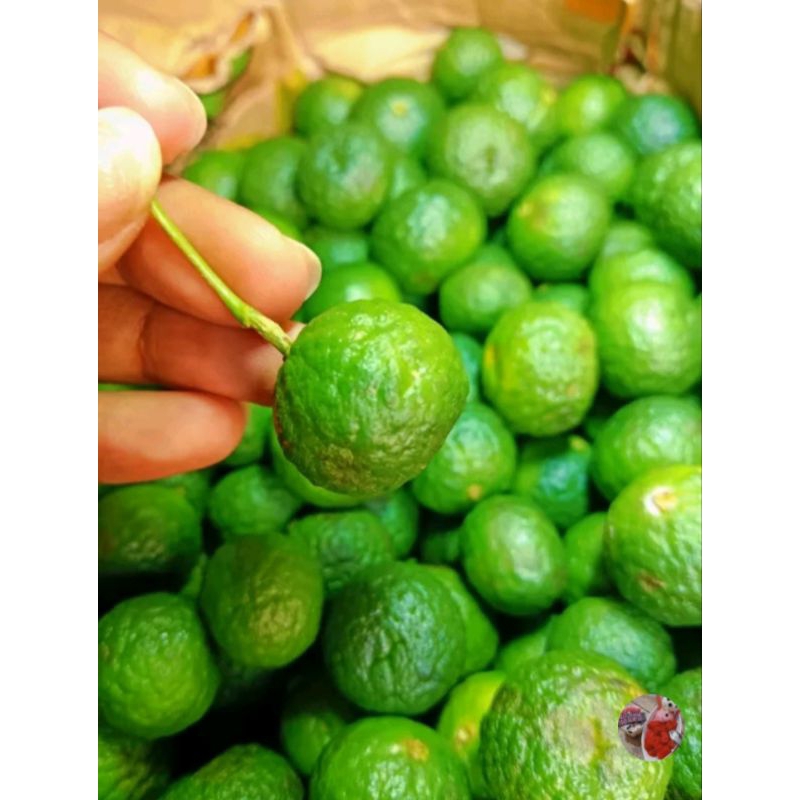 Jual jeruk limau kecil segar 1kg isi 120++ di petik dadakan | Shopee ...
