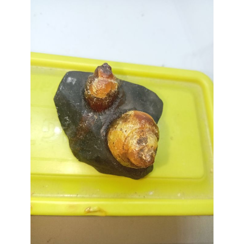 Jual batu motif keong buntat sepasang nempel diatas batu | Shopee Indonesia