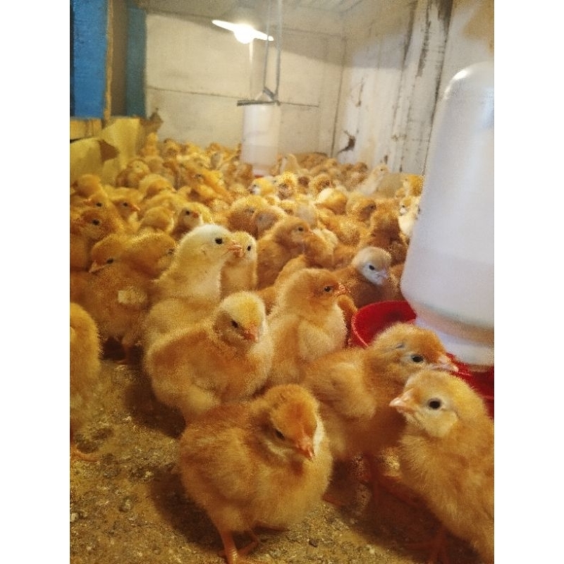 Jual DOC AYAM PETELUR TERSELEKSI / ANAK AYAM LAYER / BIBIT AYAM PETELOR ...