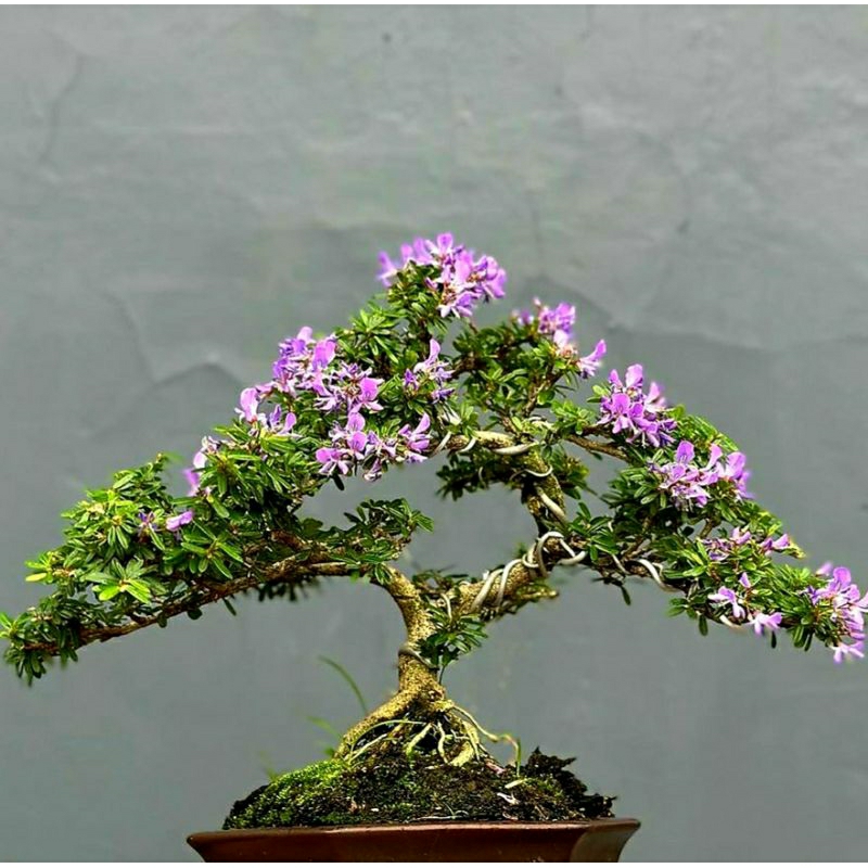 Jual Tanaman Bibit Bunga Saeng Simbur Bonsai Desmodium Sp | Shopee Indonesia