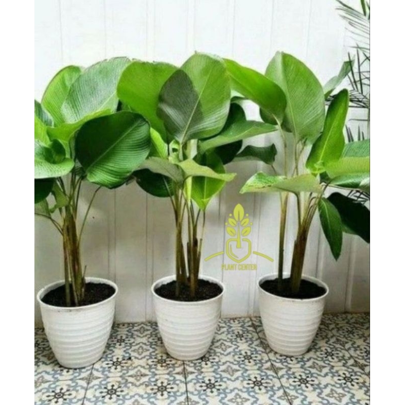 Jual Tanaman Hias Calathea Lutea - Calathea Pisang - Pohon Pisang ... Jual Tanaman Hias Calathea Lutea - Calathea Pisang - Pohon Pisang ...