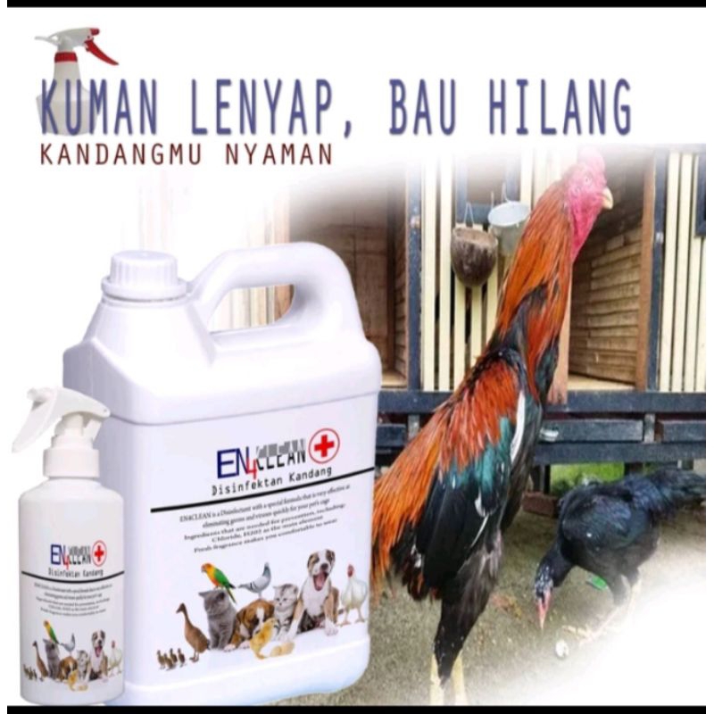 Jual disinfektan kandang EnClean 5 liter untuk membersihkan kandang ...