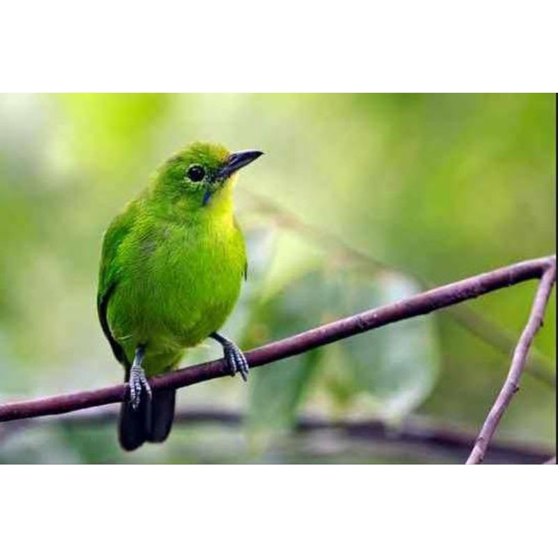 Jual BURUNG CUCAK IJO MINI BETINA | Shopee Indonesia