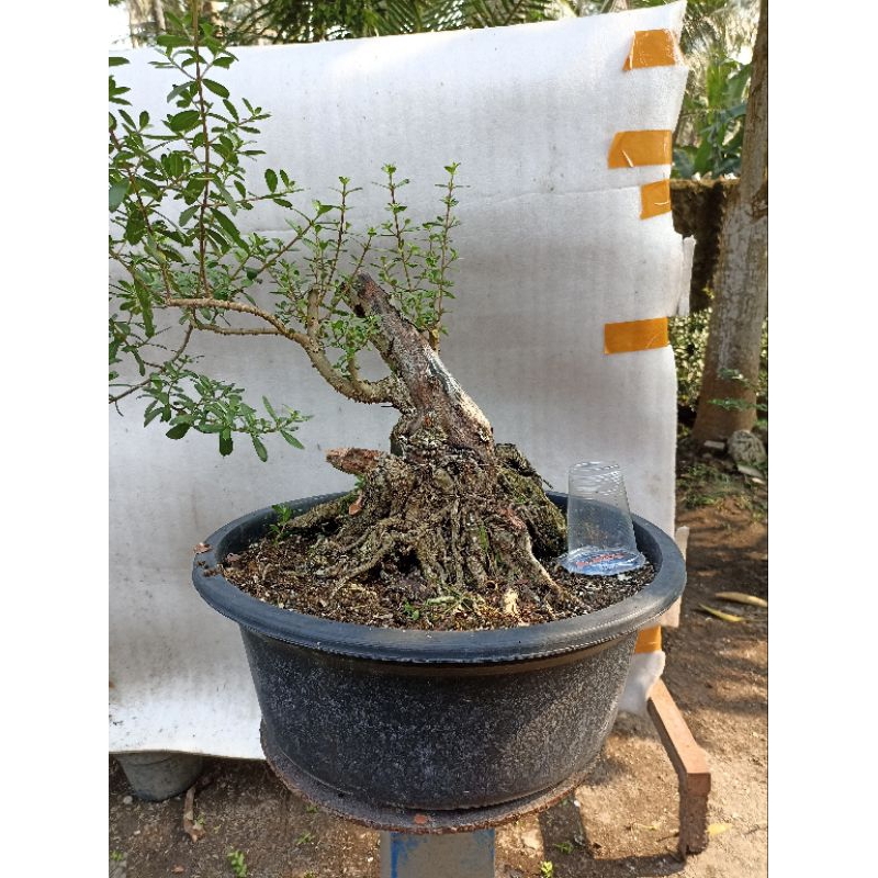 Jual Bonsai santigi/Bahan bonsai santigi | Shopee Indonesia Jual Bonsai santigi/Bahan bonsai santigi | Shopee Indonesia