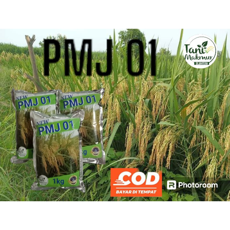 Jual Benih padi PMJ 01 kemasan 1kg , tahan rebah, tahan kering | Shopee Indonesia