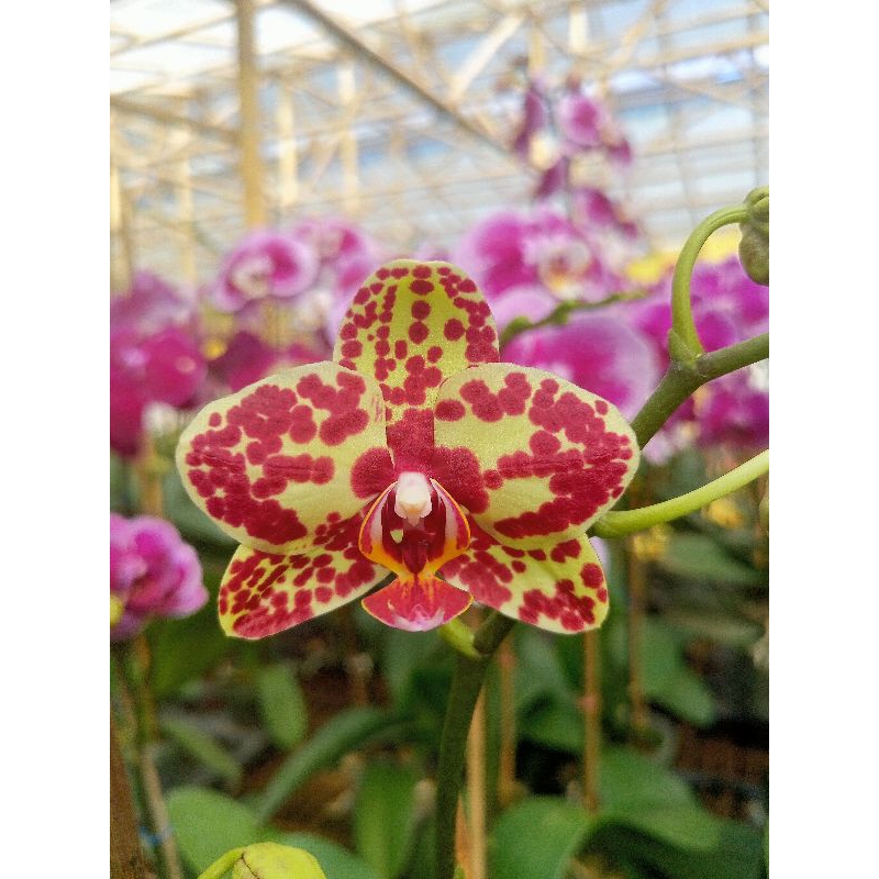 Jual anggrek bulan premium kuning bintik merah phalaenopsis hybrid ...