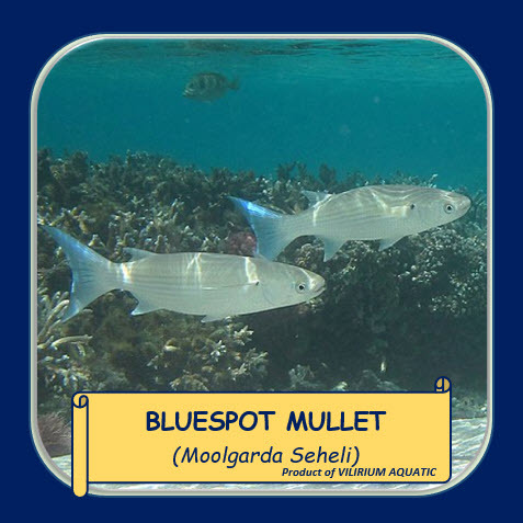 Jual IKAN HIAS AIR TAWAR - IKAN BELANAK / BLUESPOT MULLET / MUGILIDAE ...