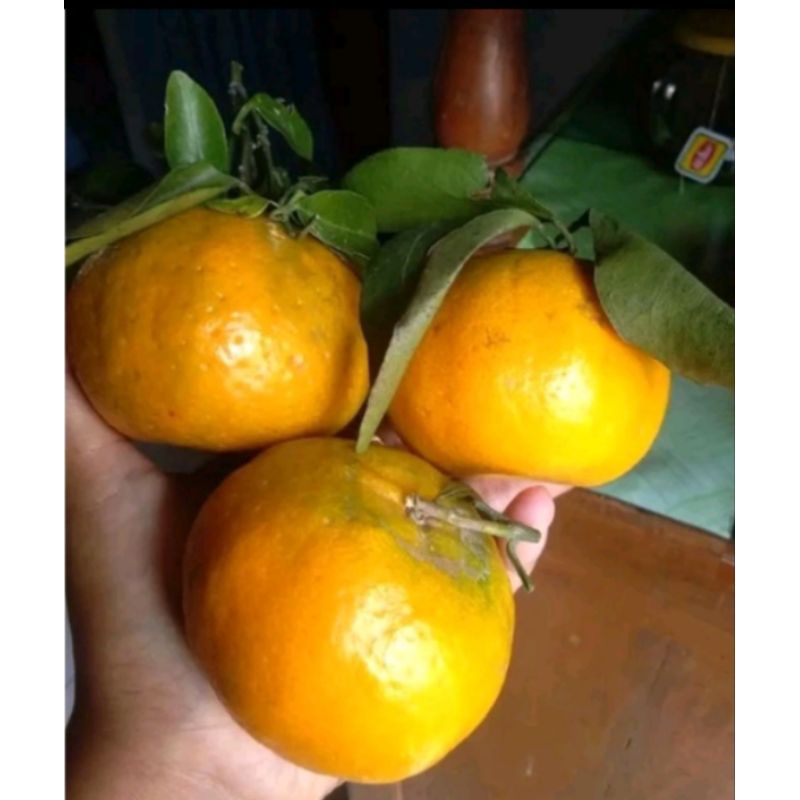 Jual Tanaman jeruk keprok batu 55 / keprok punten kondisi berbuah ...