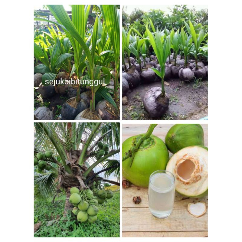 Jual JUAL BIBIT BUAH POHON KELAPA ENTOK ENTOG GENJAH ASLI SUPER BESAR ...