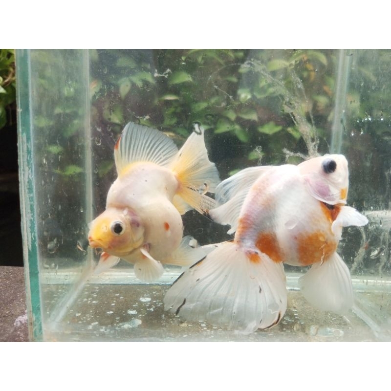 Jual ikan mas koki ryukin longtail shorttai putihl sakura | Shopee ...