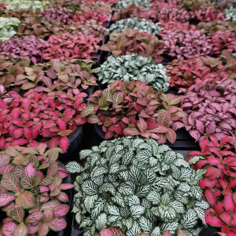 Jual Tanaman Hias Fittonia Import Daun Fitonia mini Terarium | Shopee ...