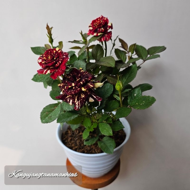 Jual 1 POT Tanaman hidup bunga mawar batik Merah | Shopee Indonesia