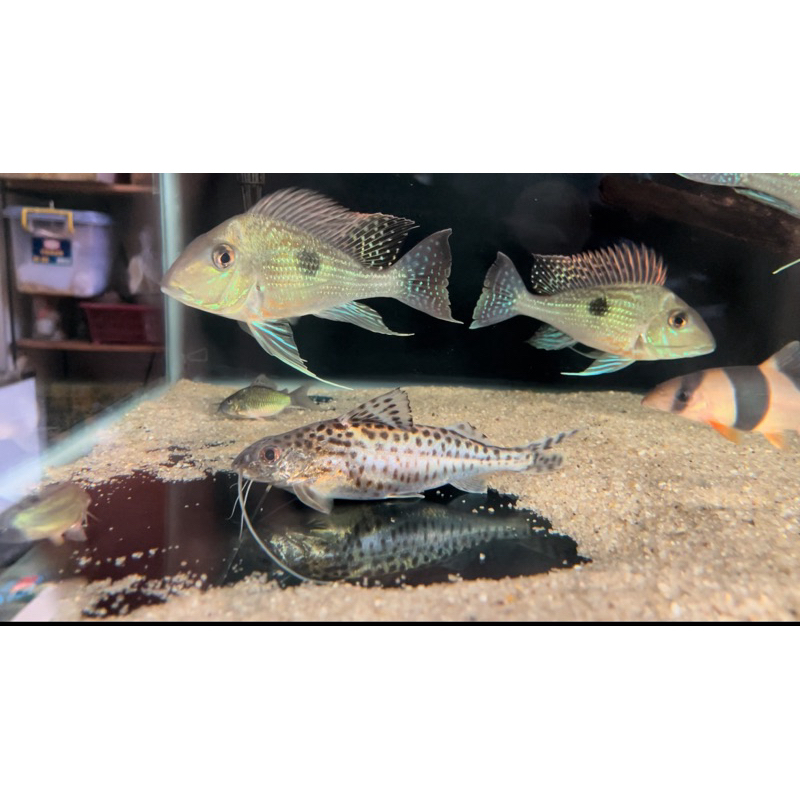 Jual Pictus Catfish | Shopee Indonesia