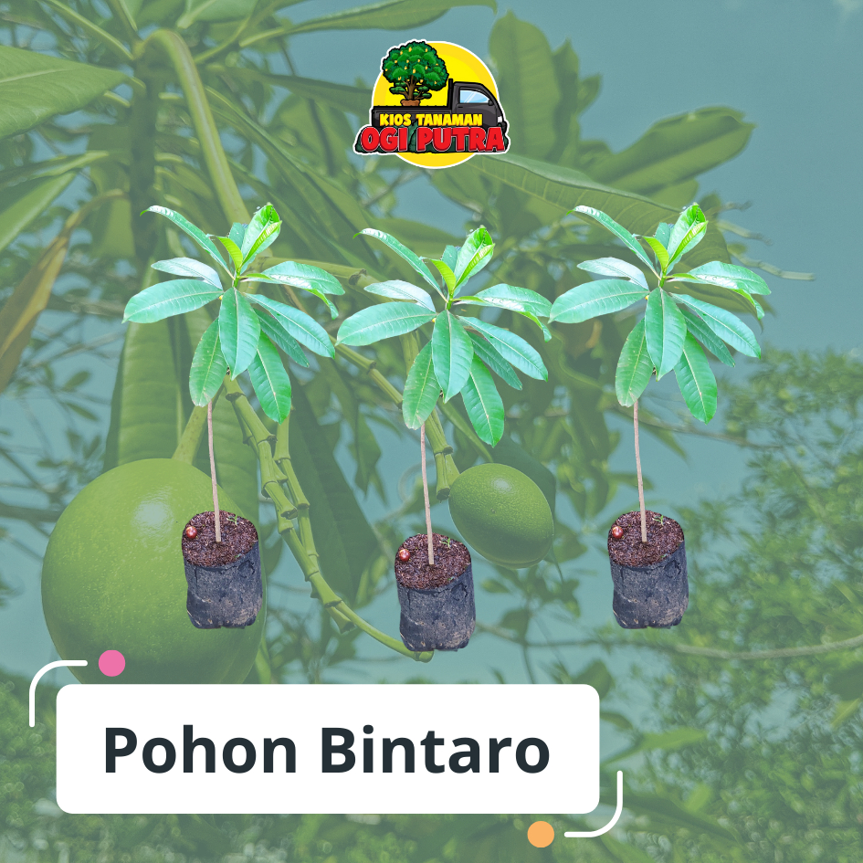 Jual Bibit Pohon Bintaro 80 cm | Shopee Indonesia