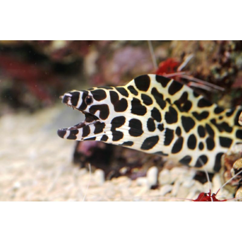 Jual LEOPARD MORAY EEL/ BELUT MORAY PREDATOR LAUT | Shopee Indonesia