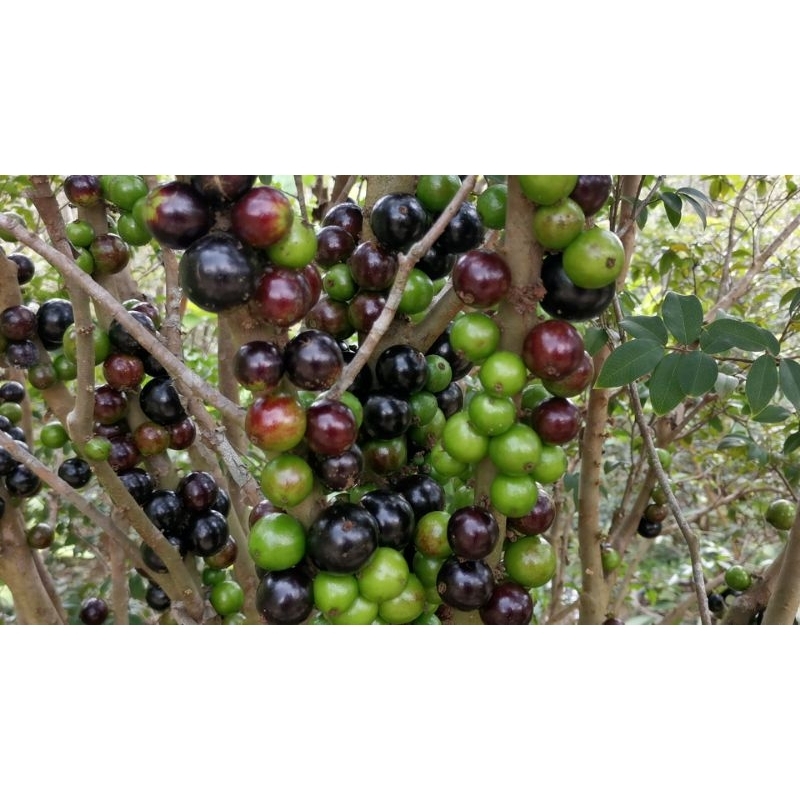 Jual Pohon Anggur Brazil Preco | Shopee Indonesia